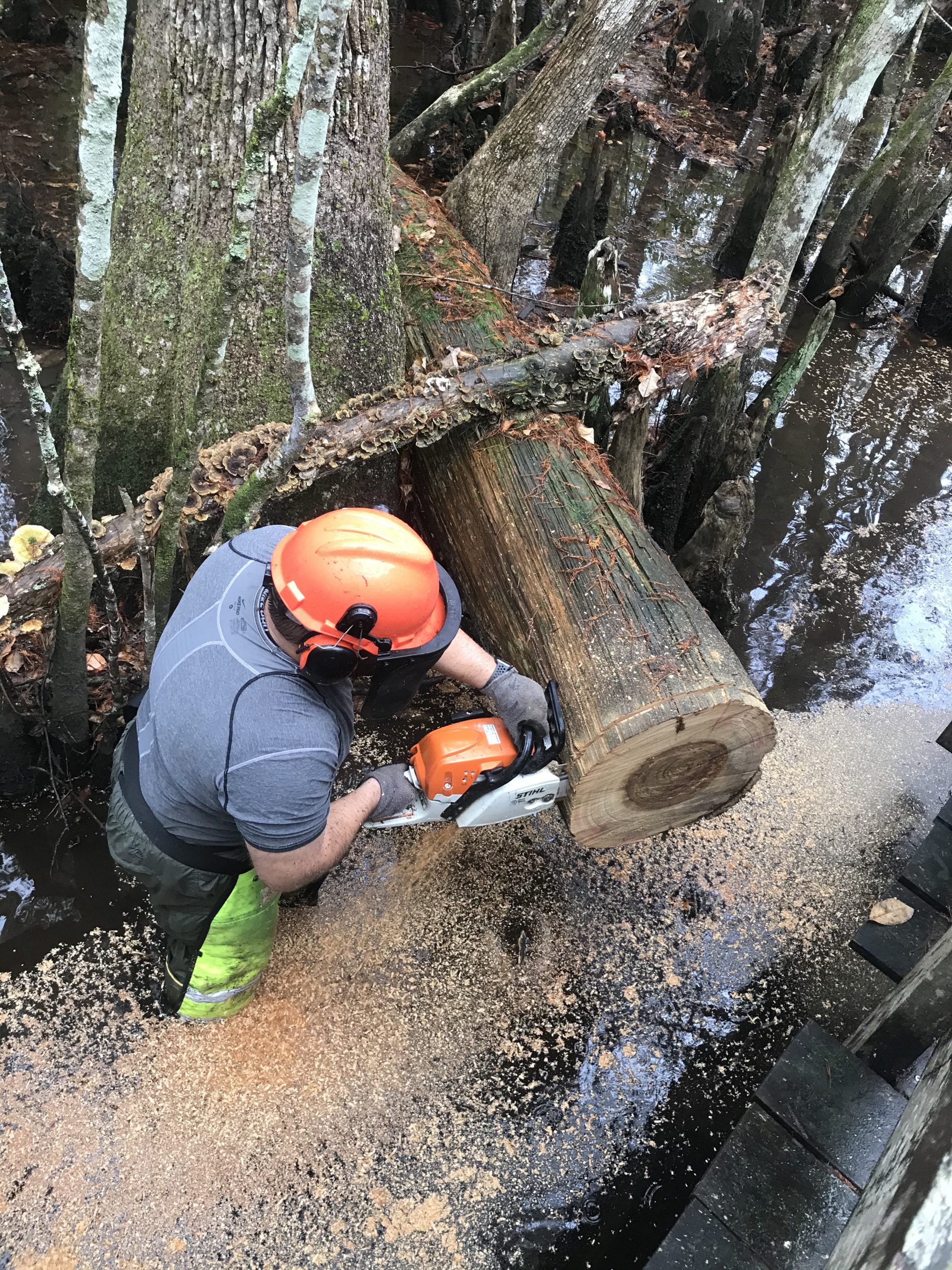 Dendrochronology Research Lab – University of Alabama College of Arts ...